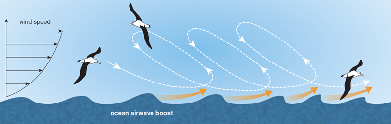 Seabirds Dynamic Soaring | PhotoAtelier Blog
